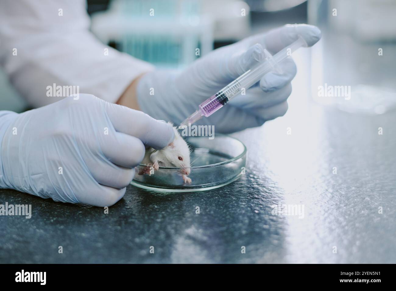 Researcher wearing gloves handling syringe while performing laboratory ...