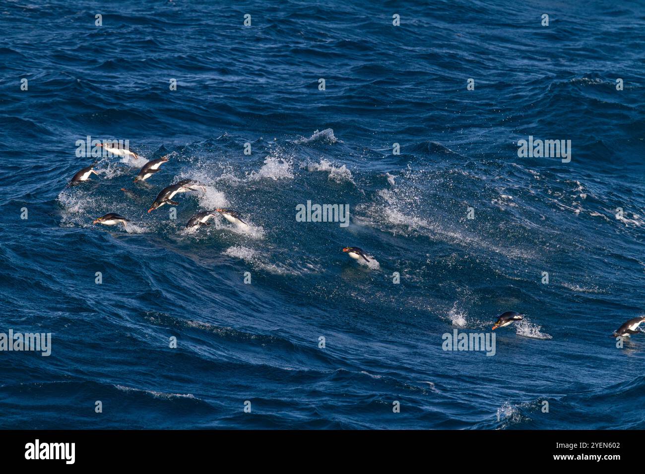Adult macaroni penguins (Eudyptes chrysolophus) porpoising for speed ...