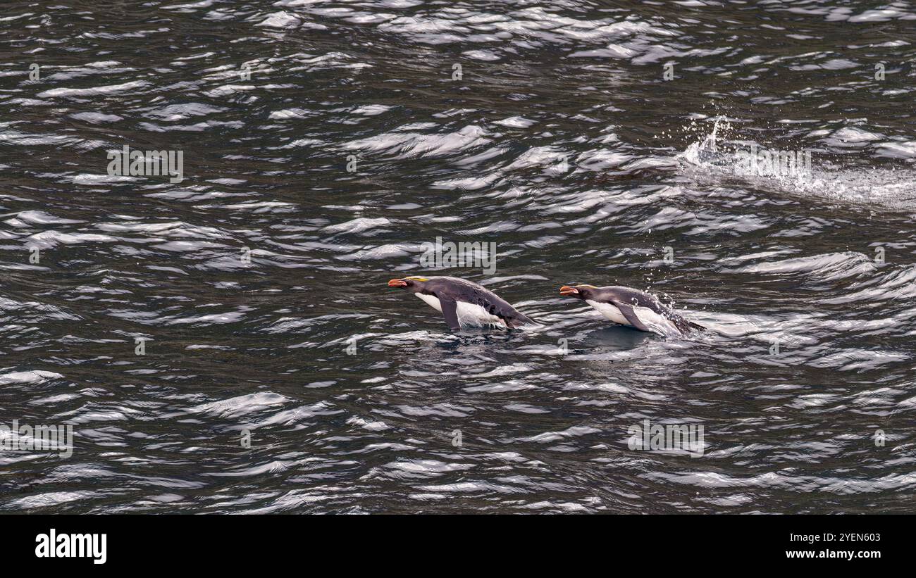 Adult macaroni penguins (Eudyptes chrysolophus) porpoising for speed ...