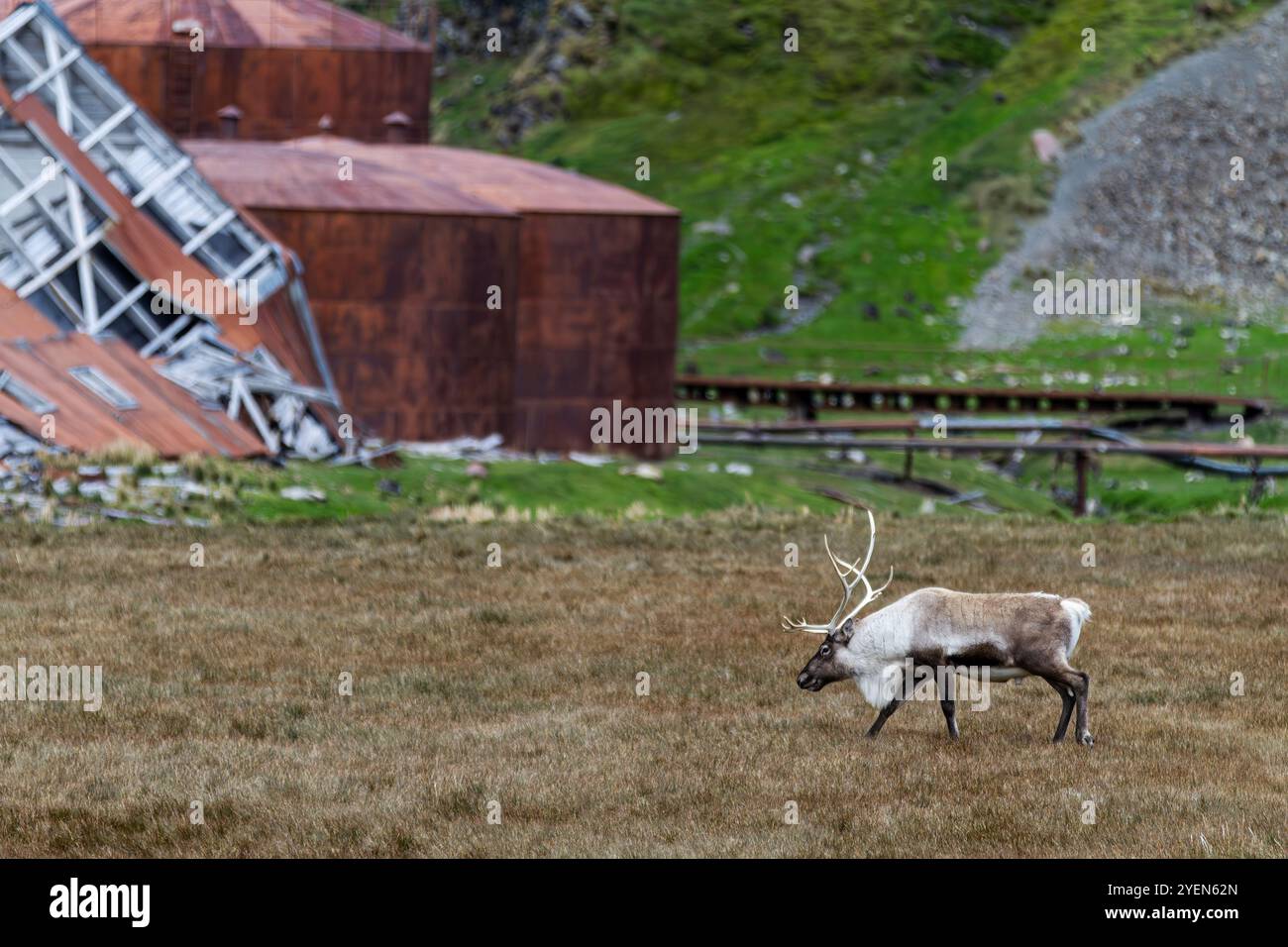 An adult bull introduced reindeer (Rangifer tarandus) before ...