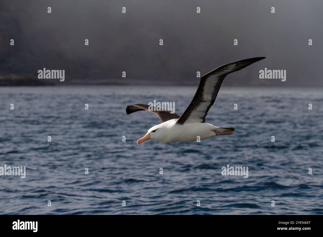 Adult black-browed albatross (Thalassarche melanophrys) in flight ...