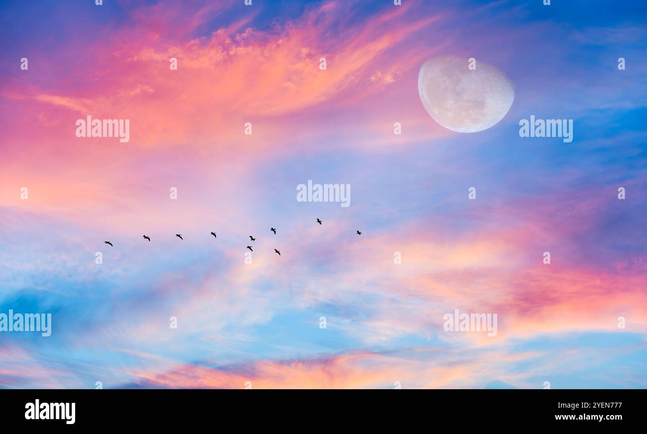 Mystical birds hi-res stock photography and images - Alamy