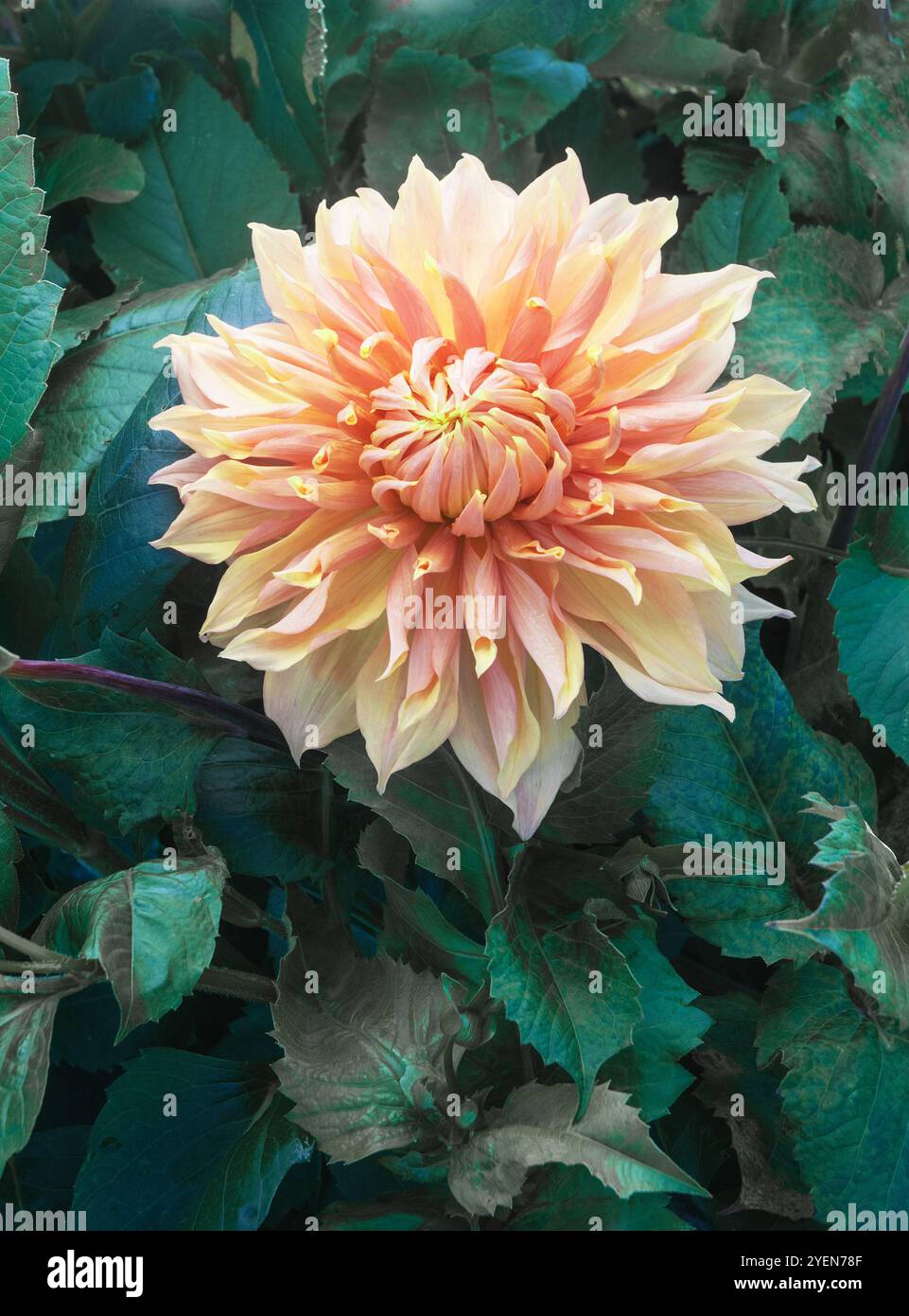 Close up of Dahlia Hamari Gold a bronze giant flowered decorative ...
