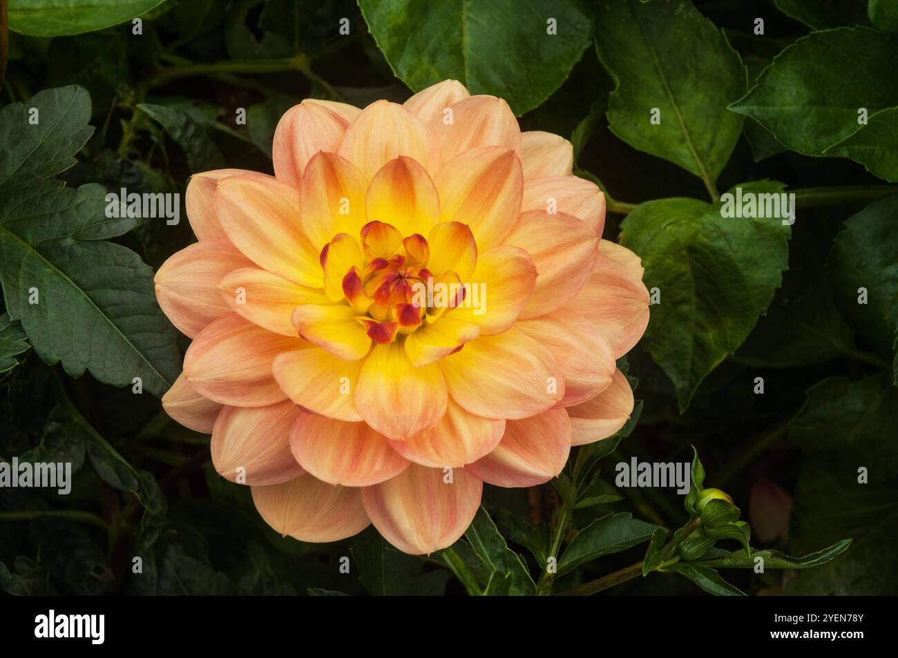 Single flowered dahlia hi-res stock photography and images - Alamy