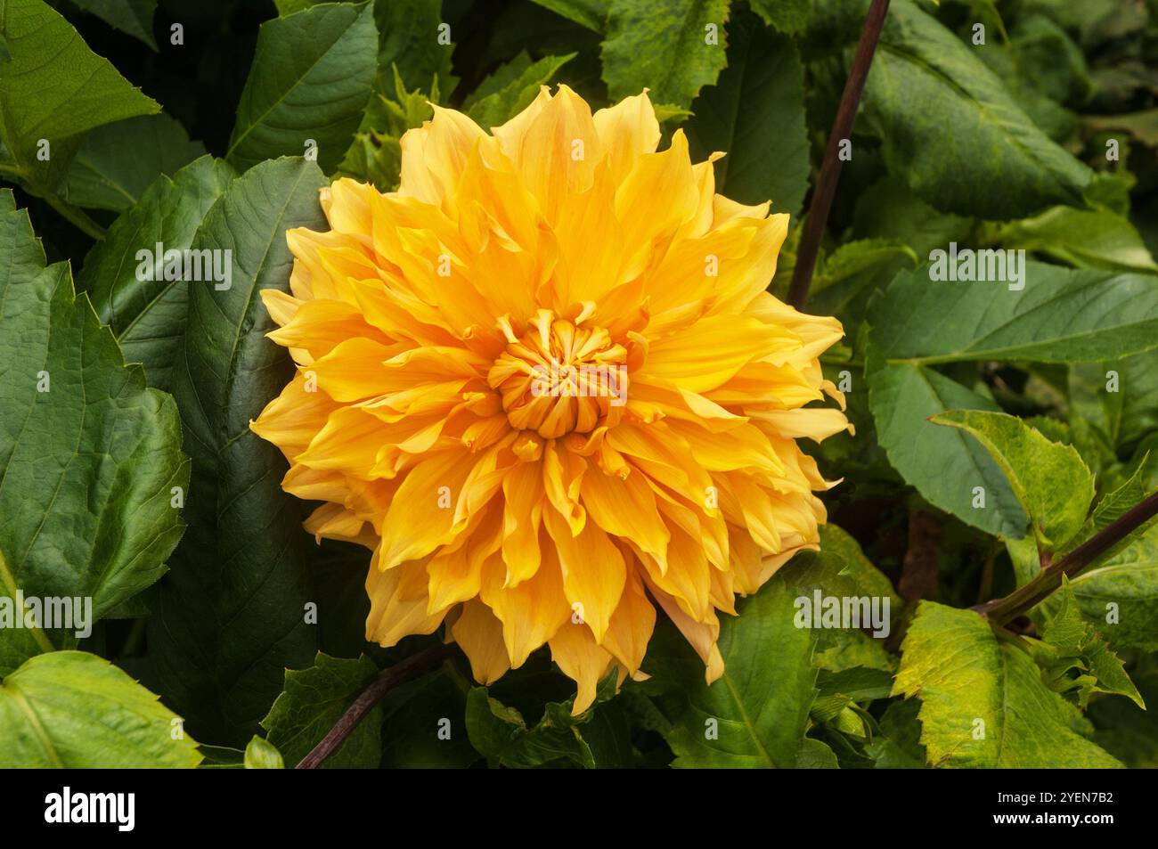 Close up of Dahlia Hamari Gold a bronze giant flowered decorative ...