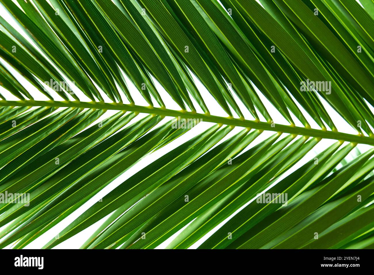 Fresh Green Single Leaf of Coconut Palm Tree Isolated on White ...