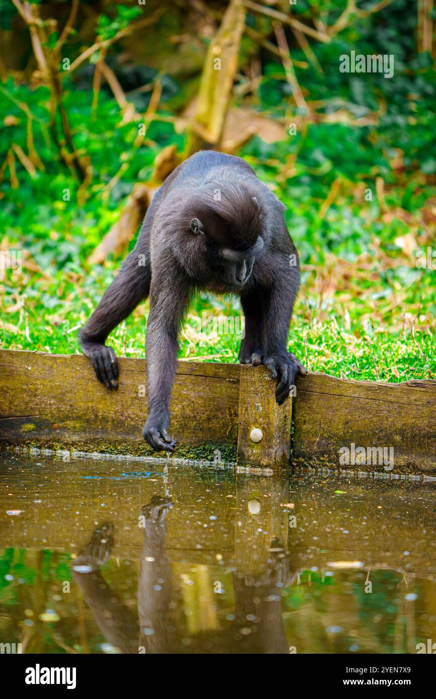 Curious monkey gazing at its reflection in calm water, pondering its ...