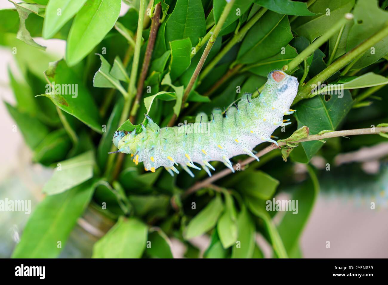Closeup of a Vibrant Green Caterpillar Crawling on a Leafy Plant ...