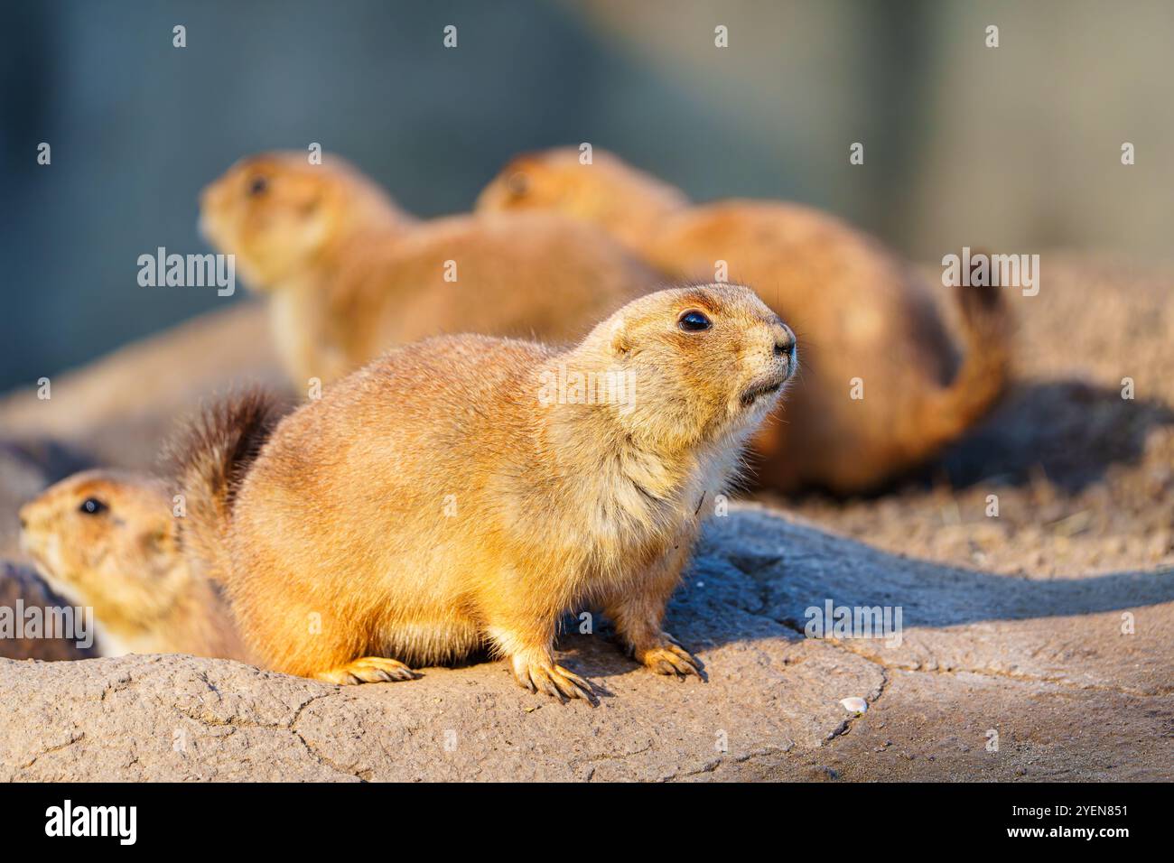 A Group of Prairie Dogs Standing on a Rock in the Bright Sunlight of ...