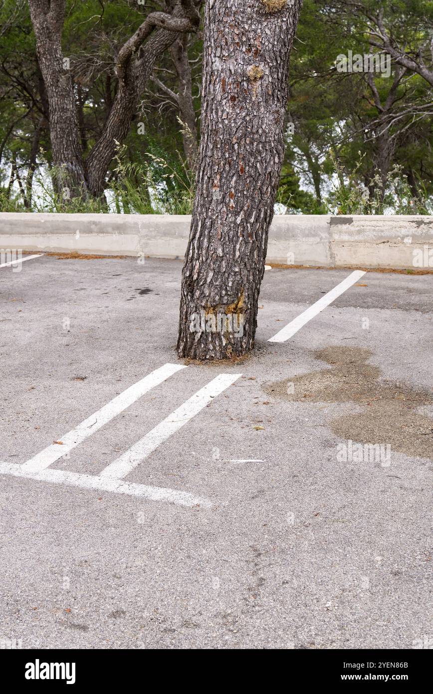 Tree growing through parking lot pavement between two parking spaces ...