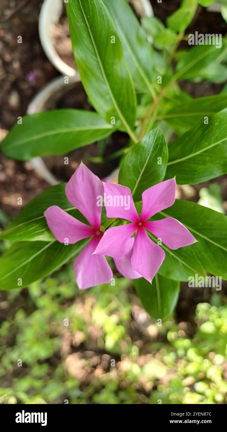 Close-up view of pink madagascar periwinkle. Scientific name is ...