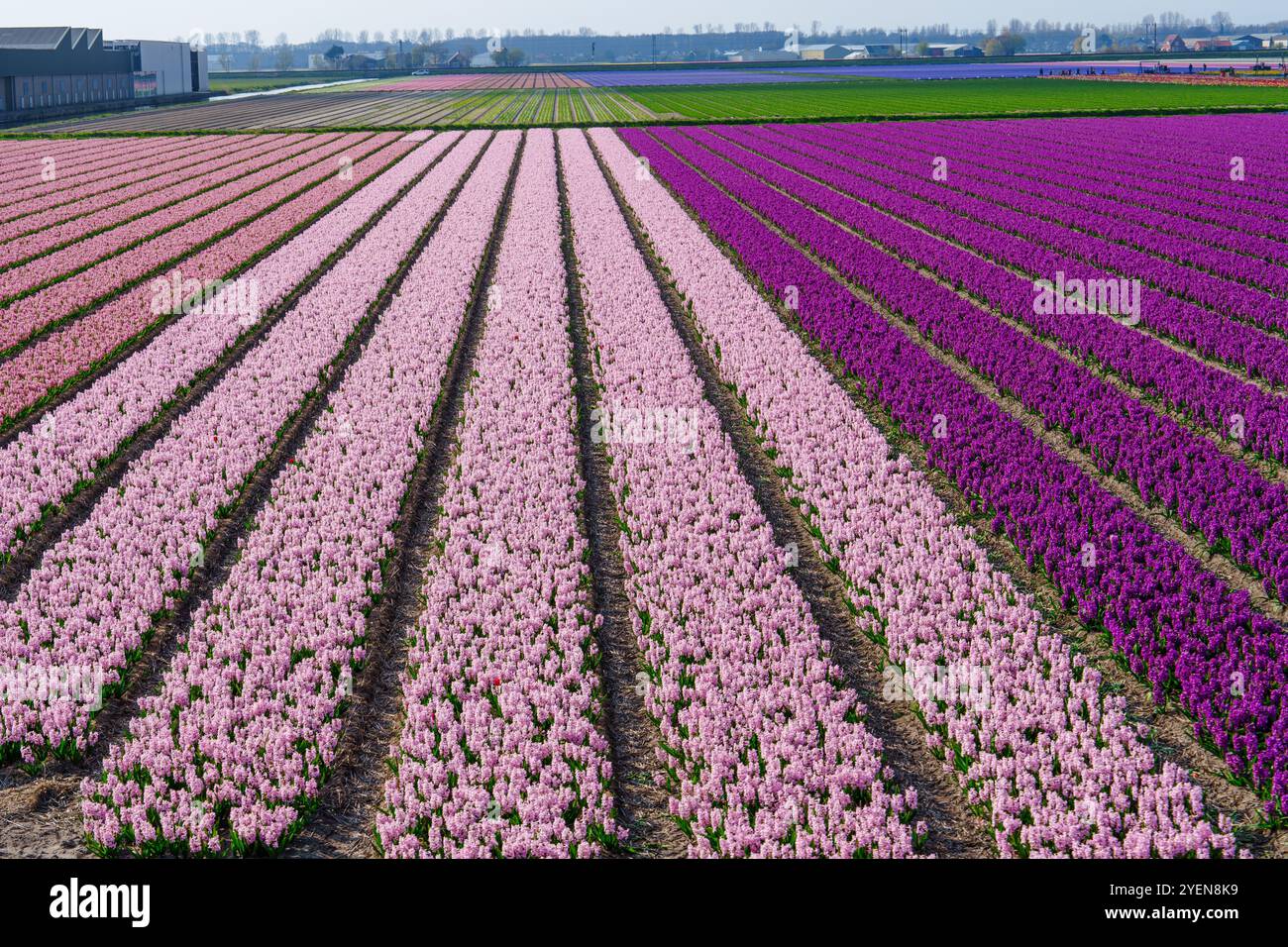 Pink yellow and blue flower fields hi-res stock photography and images ...