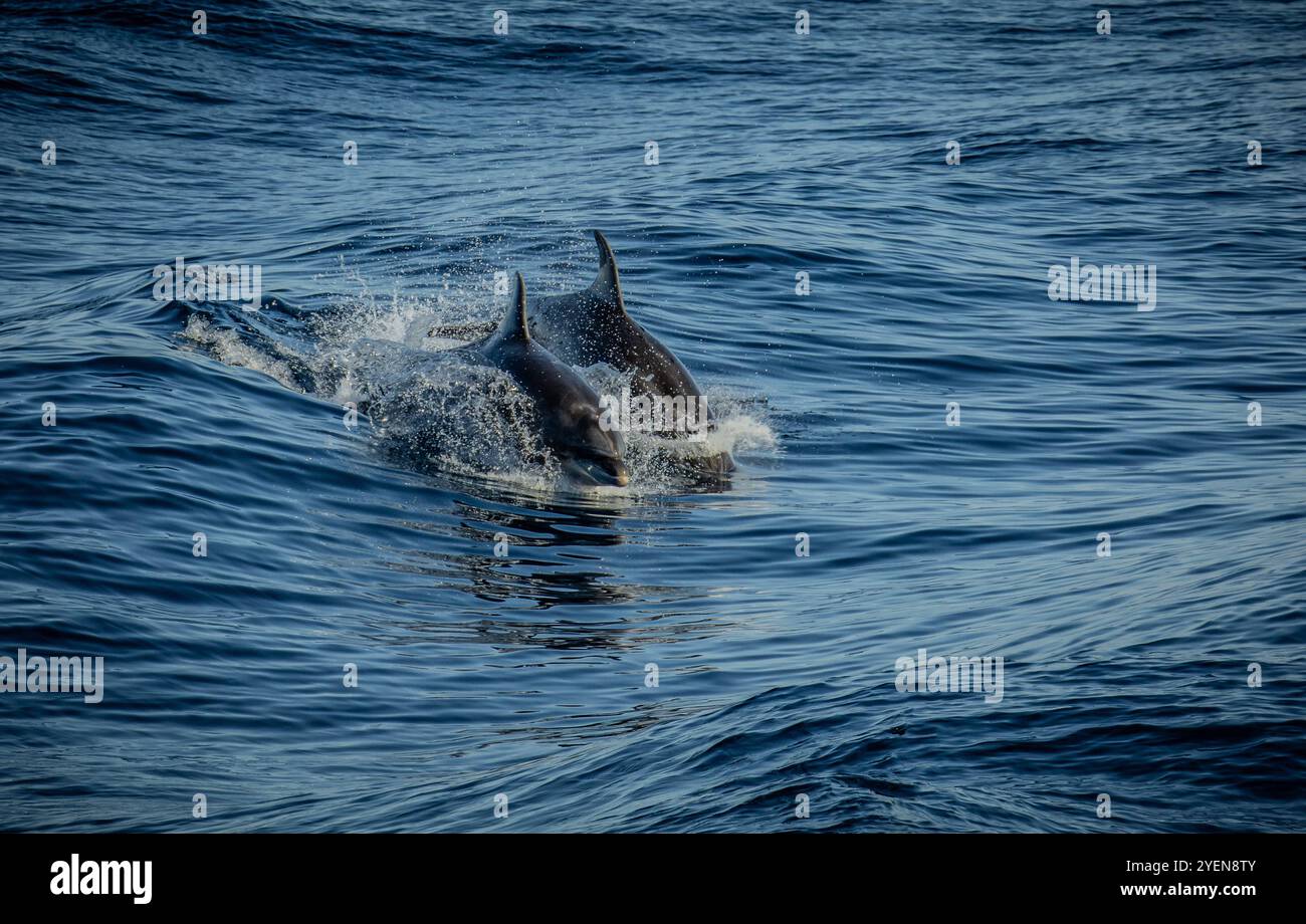 Delfin Delfine im Mittelmeer in der Nähe der Insel Korfu, Griechenland ...