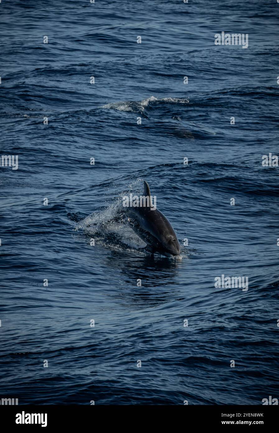 Delfin Delfine im Mittelmeer in der Nähe der Insel Korfu, Griechenland ...