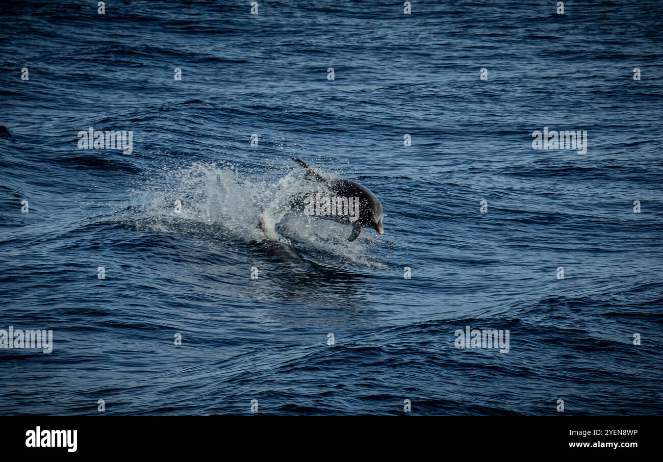Delfin Delfine im Mittelmeer in der Nähe der Insel Korfu, Griechenland ...