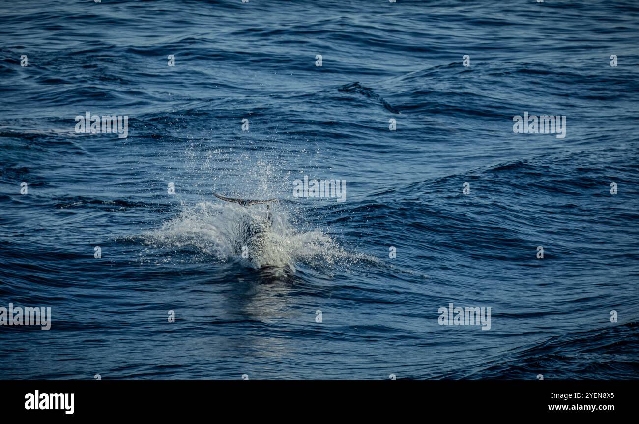 Delfin Delfine im Mittelmeer in der Nähe der Insel Korfu, Griechenland ...