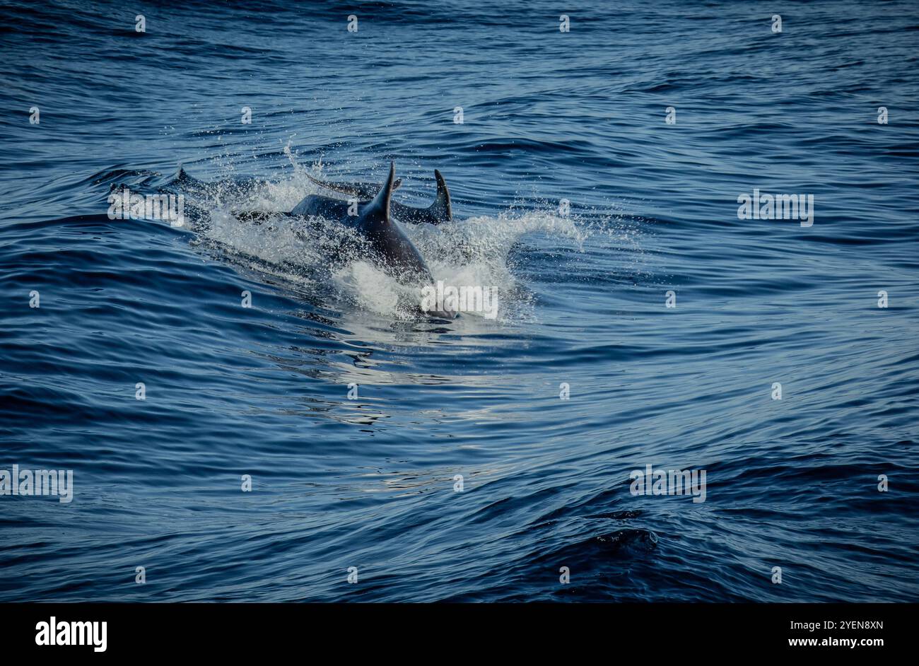 Delfin Delfine im Mittelmeer in der Nähe der Insel Korfu, Griechenland ...