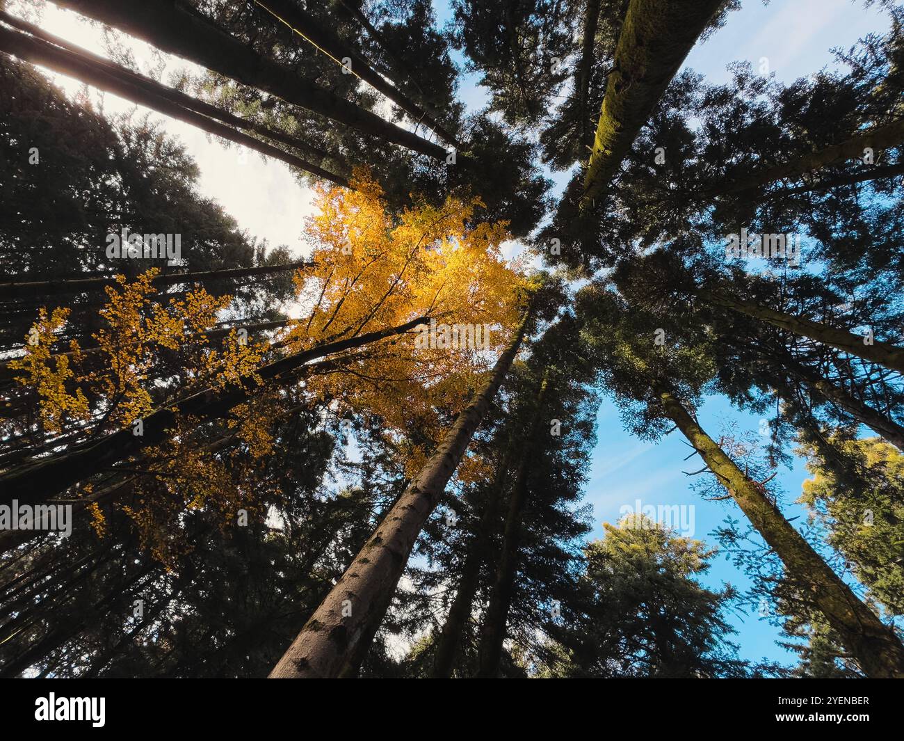 trees with the first autumn colours Stock Photo - Alamy