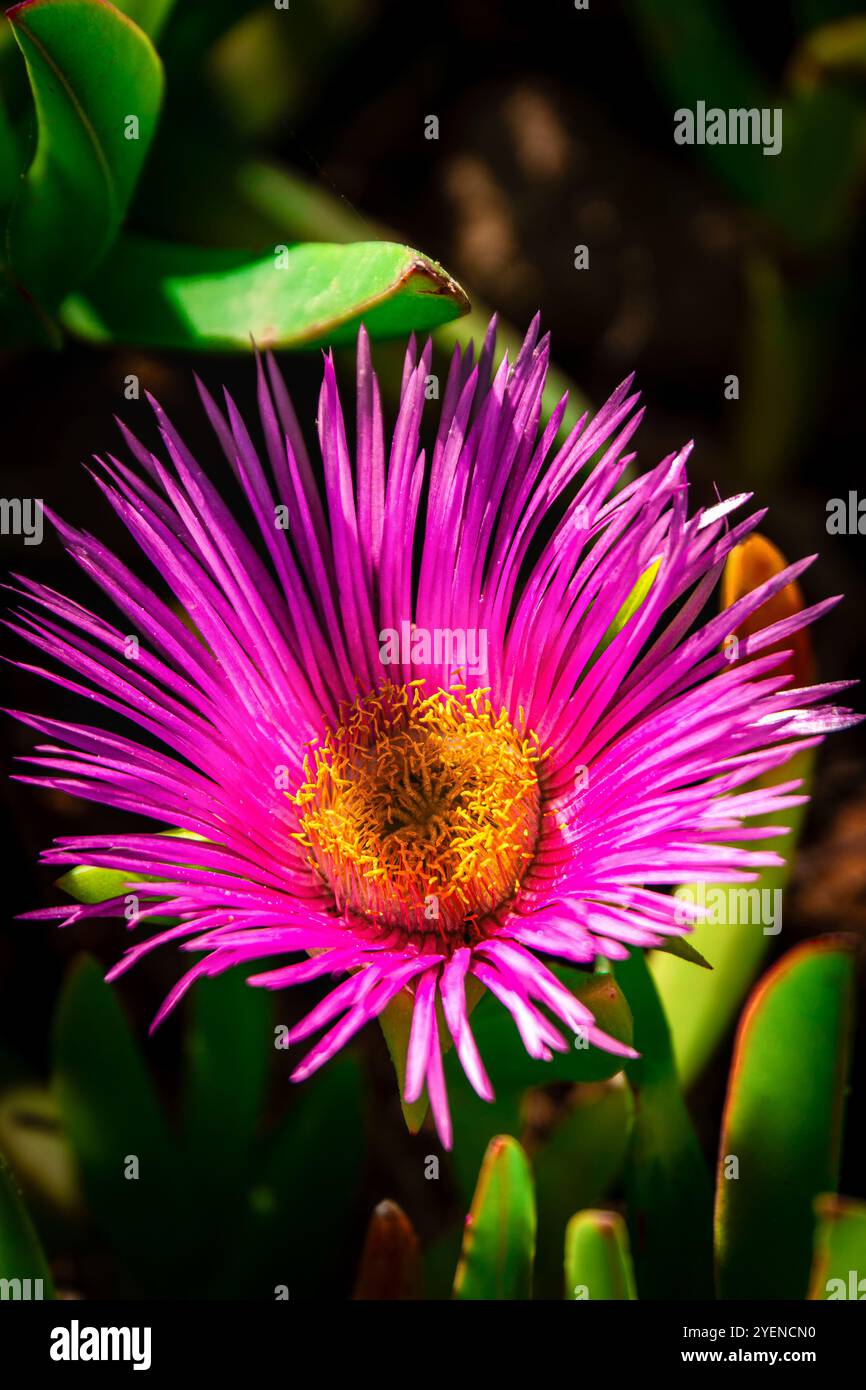 Lampranthus spectabilis hi-res stock photography and images - Alamy