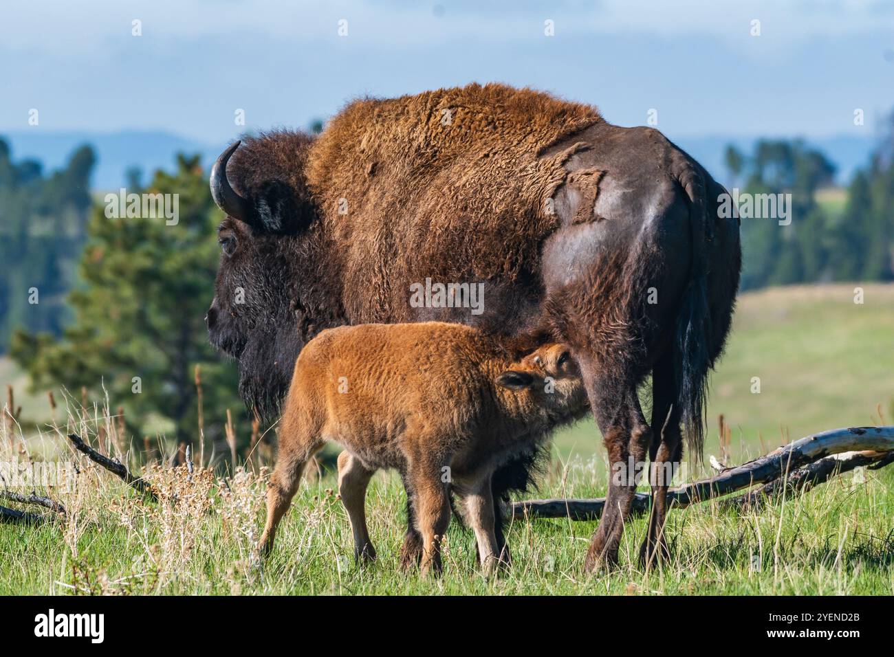 Nursing American Bison Calf and Cow in Custer State Park in the Black ...