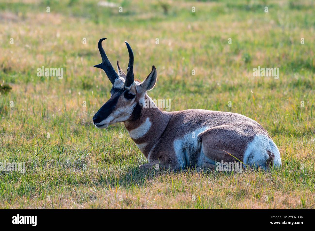 Male Pronghorn Resting in Custer State Park in South Dakota Stock Photo ...