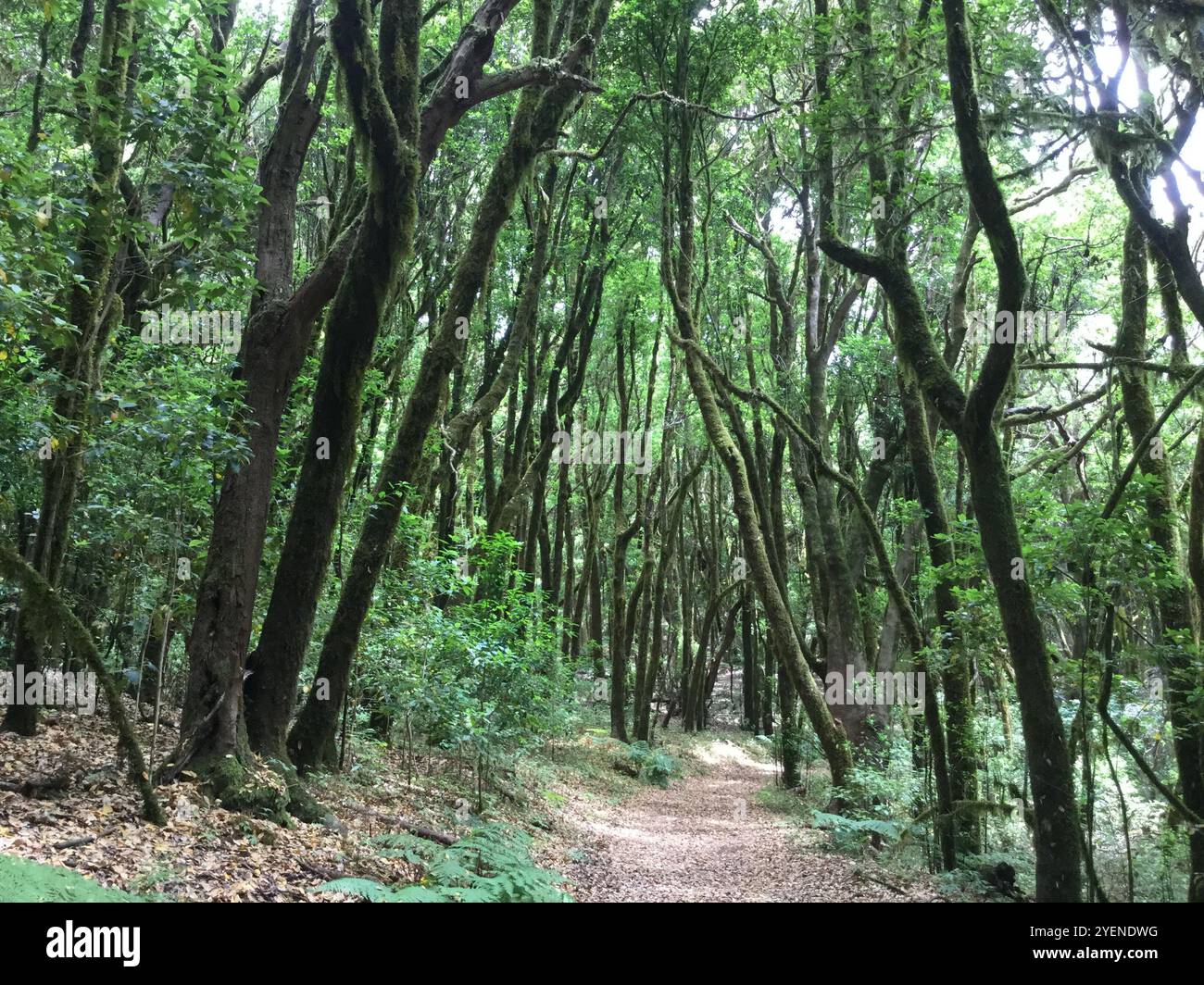 Tall trees surrounded hi-res stock photography and images - Alamy