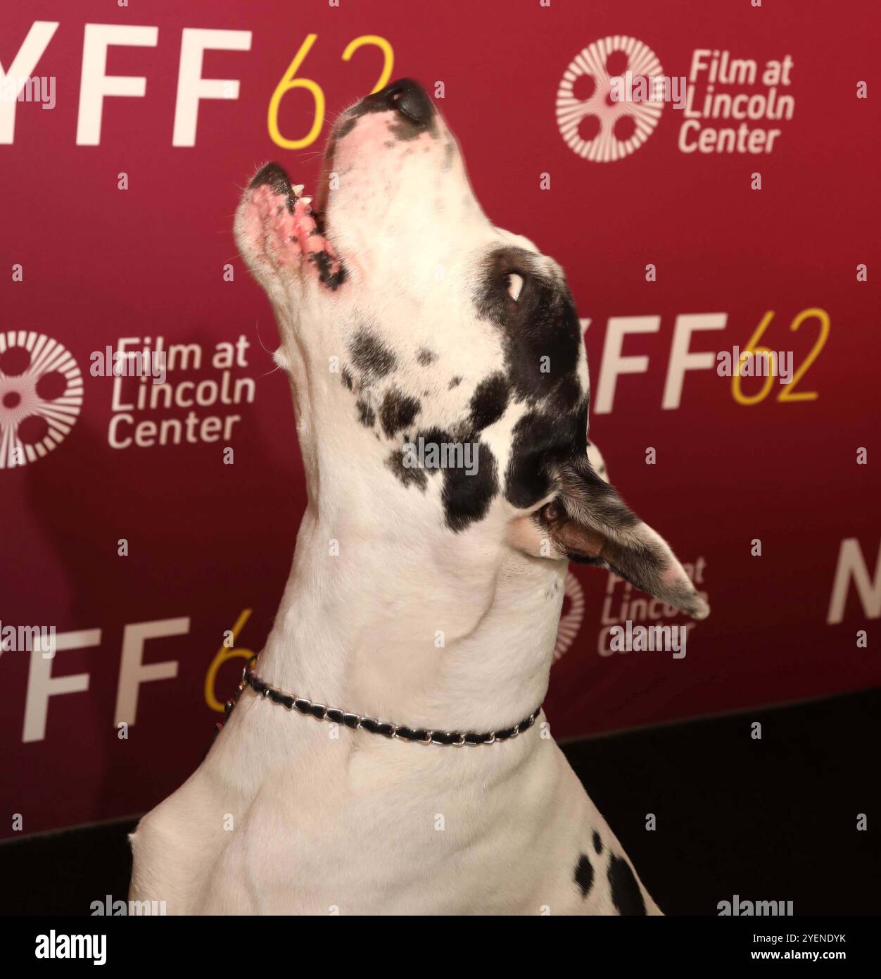 October 3, 2024, New York, New York, USA: Actor BING (THE DOG) seen at ...