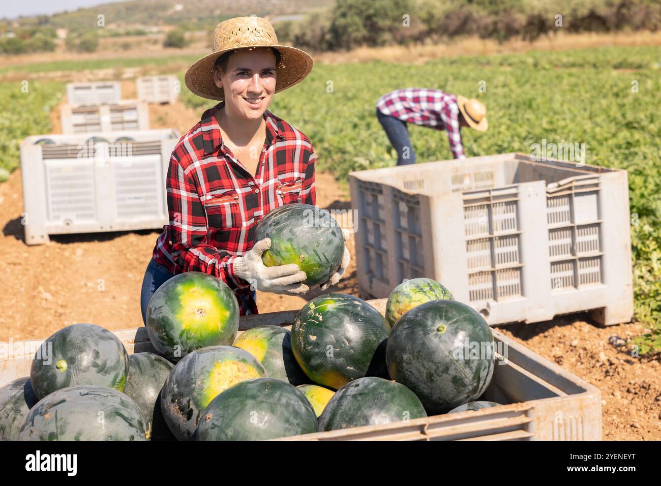 Farm worker putting harvested watermelons in container Stock Photo - Alamy