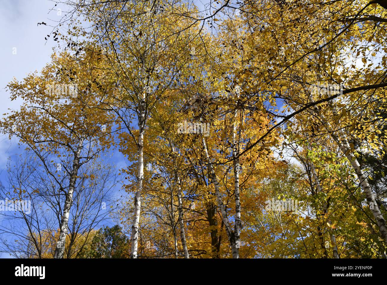 Shiny steel rails on railroad in early morning with full moon Stock ...