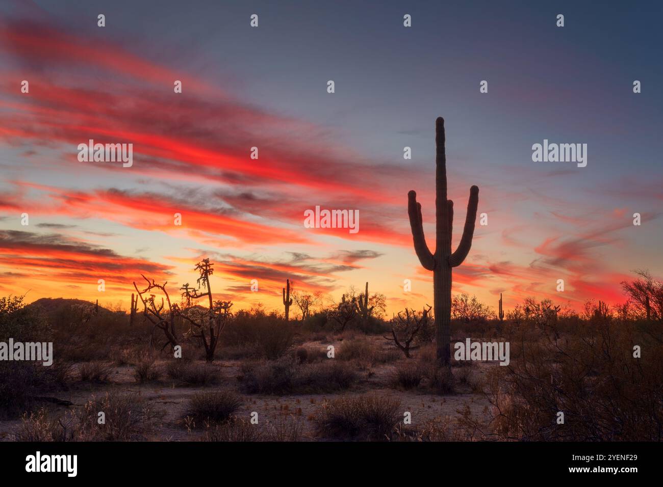 Saguaro cactus silhouettes hi-res stock photography and images - Alamy