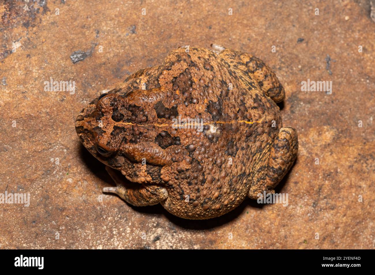 A cute adult guttural toad (Amietophrynus gutturalis) in the wild Stock Photo - Alamy