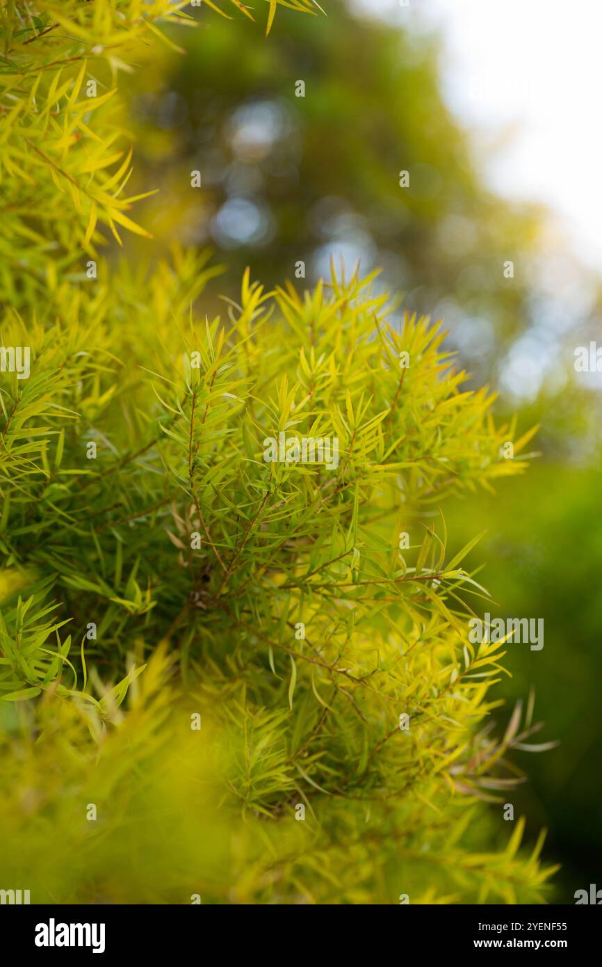 Close-up of Melaleuca linariifolia plant Stock Photo - Alamy