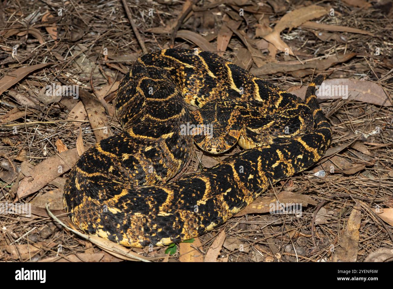 Beautiful camouflage of the potently cytotoxic Puff Adder (Bitis ...