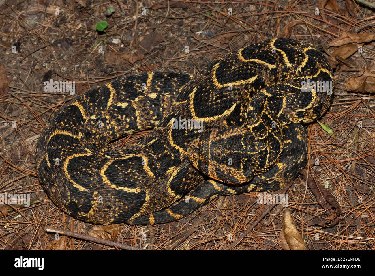 Beautiful camouflage of the potently cytotoxic Puff Adder (Bitis ...