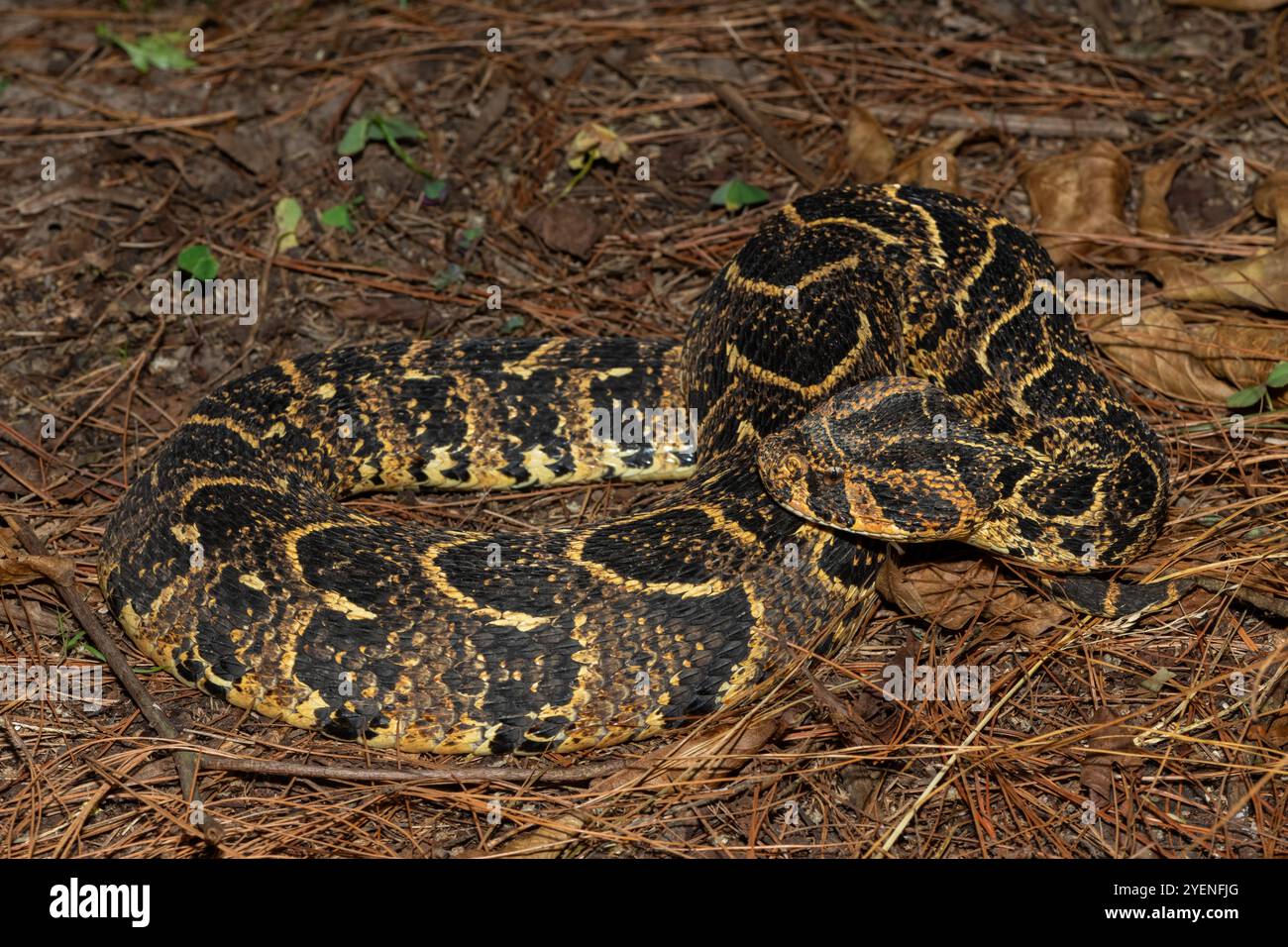 Beautiful camouflage of the potently cytotoxic Puff Adder (Bitis ...