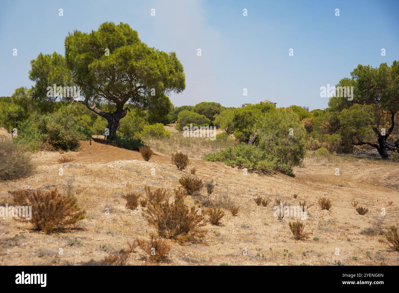 Verdant Trees in a Dry Landscape Show Resilience Amid Arid Conditions ...
