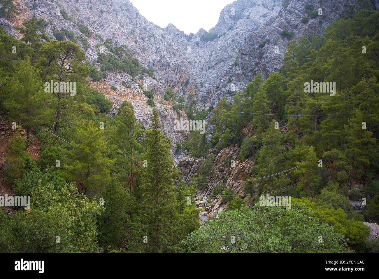 Landscape dense rugged forest hi-res stock photography and images - Alamy
