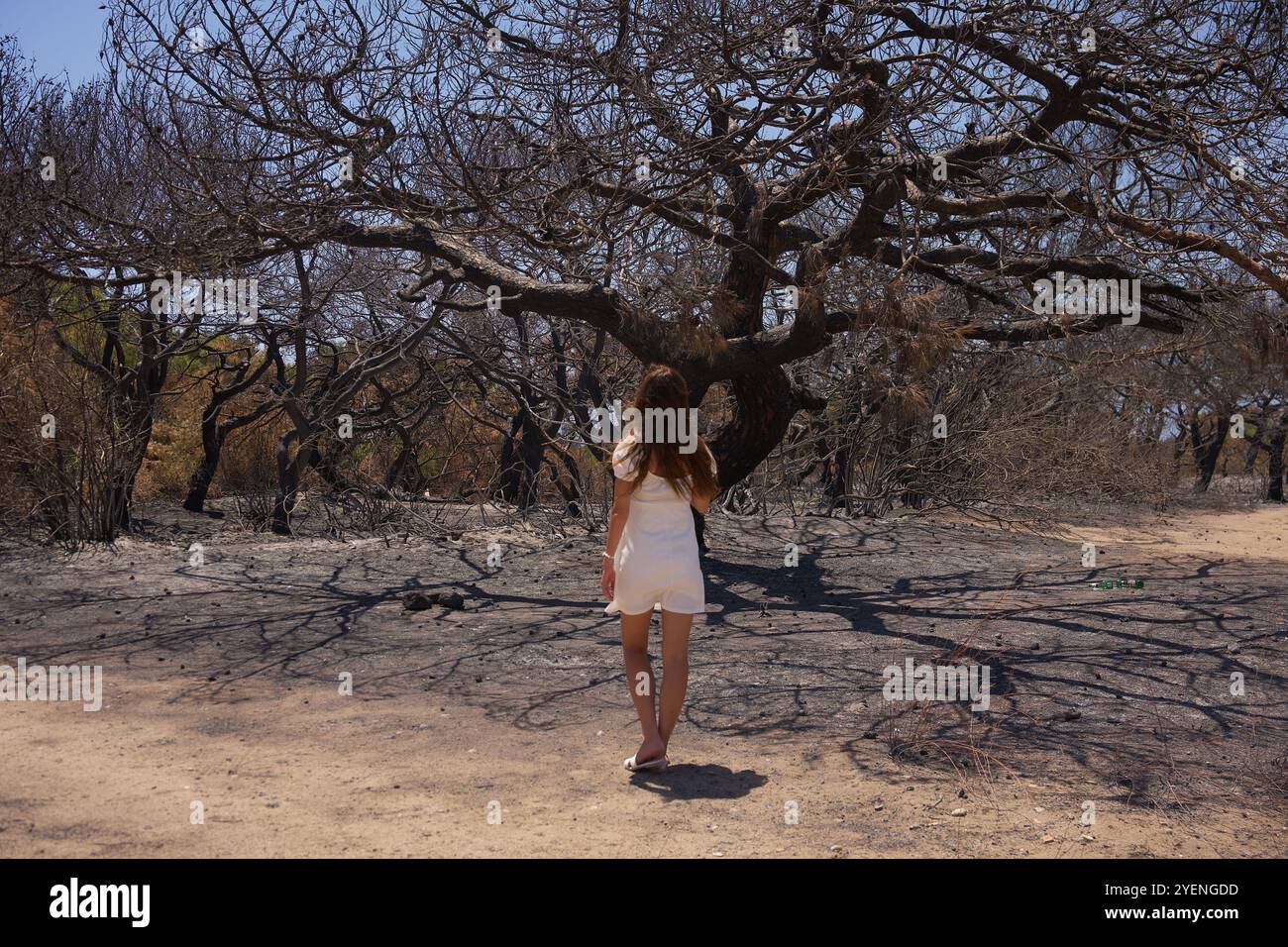 Woman Walking Through Charred Forest After Devastating Wildfire Stock ...