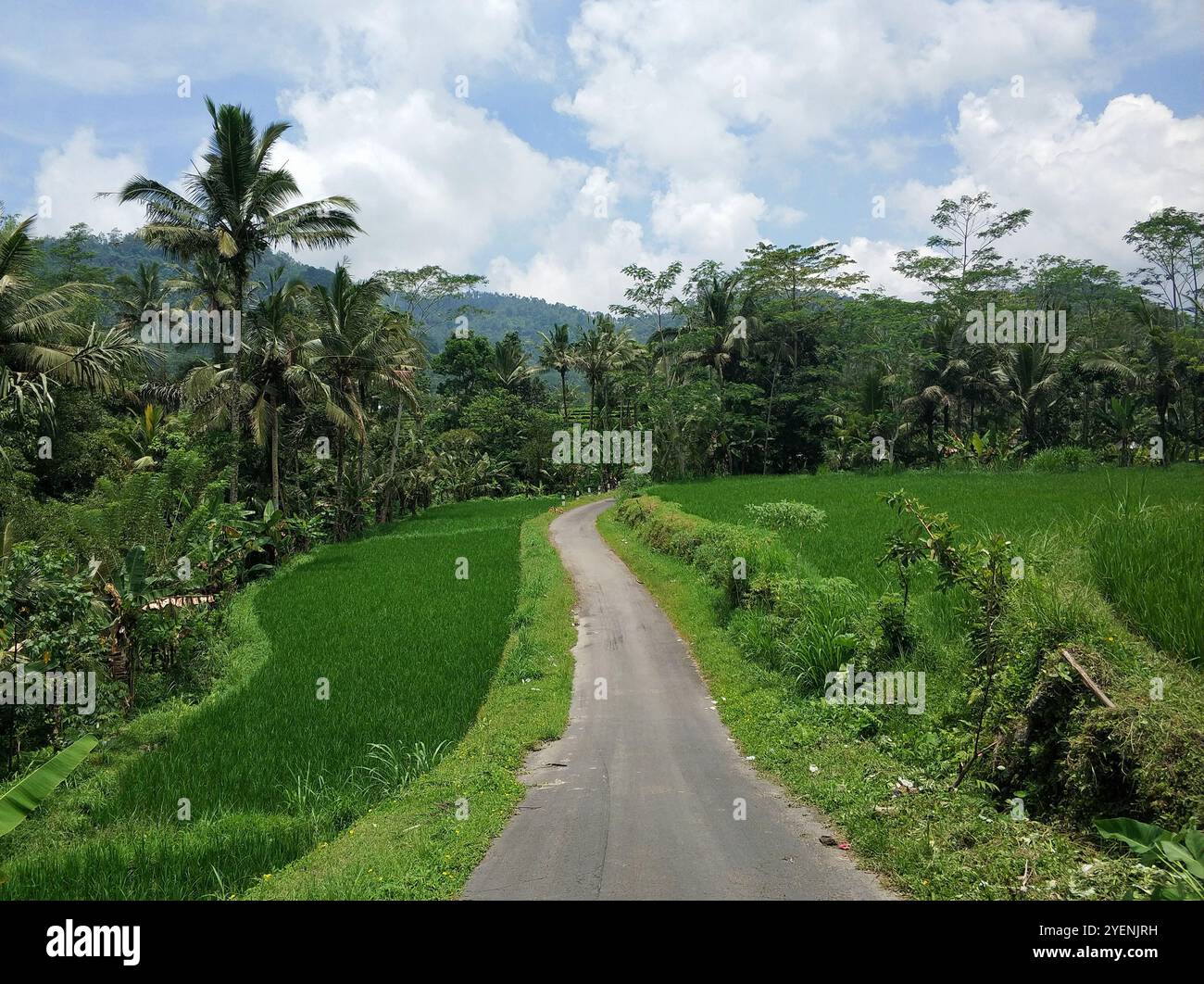 Bali island famous rice fields hi-res stock photography and images - Alamy