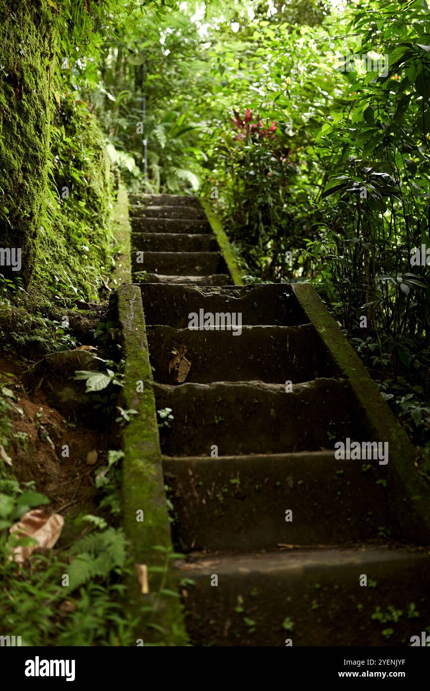Stairs covered with moss in the jungle Stock Photo - Alamy