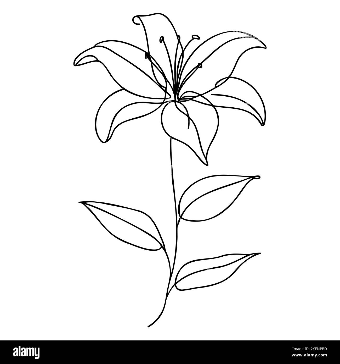 Lily Flower Continuous One Line Drawing Stock Vector Image Art Alamy