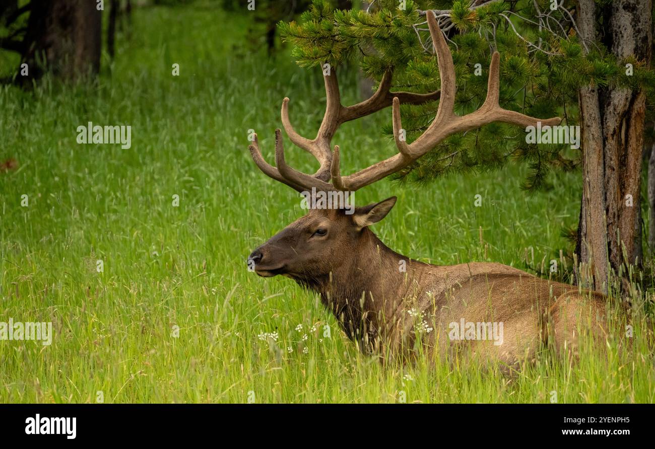 Resting Bul Elk Keeps Antlers From Tangling In Tree Branch Above in ...