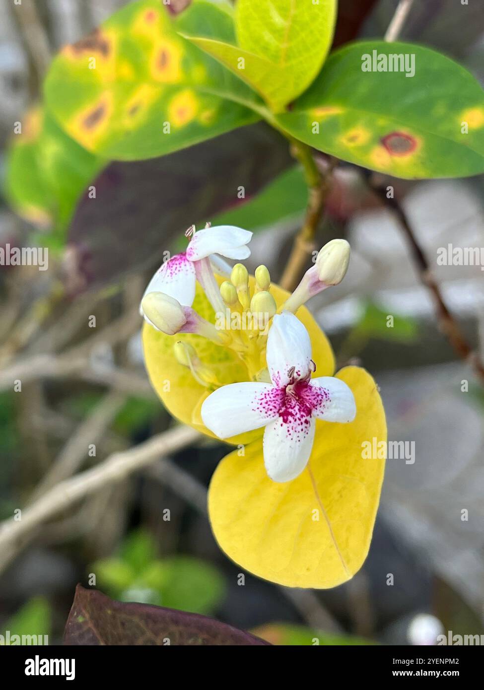 Fiji flowers hi-res stock photography and images - Alamy