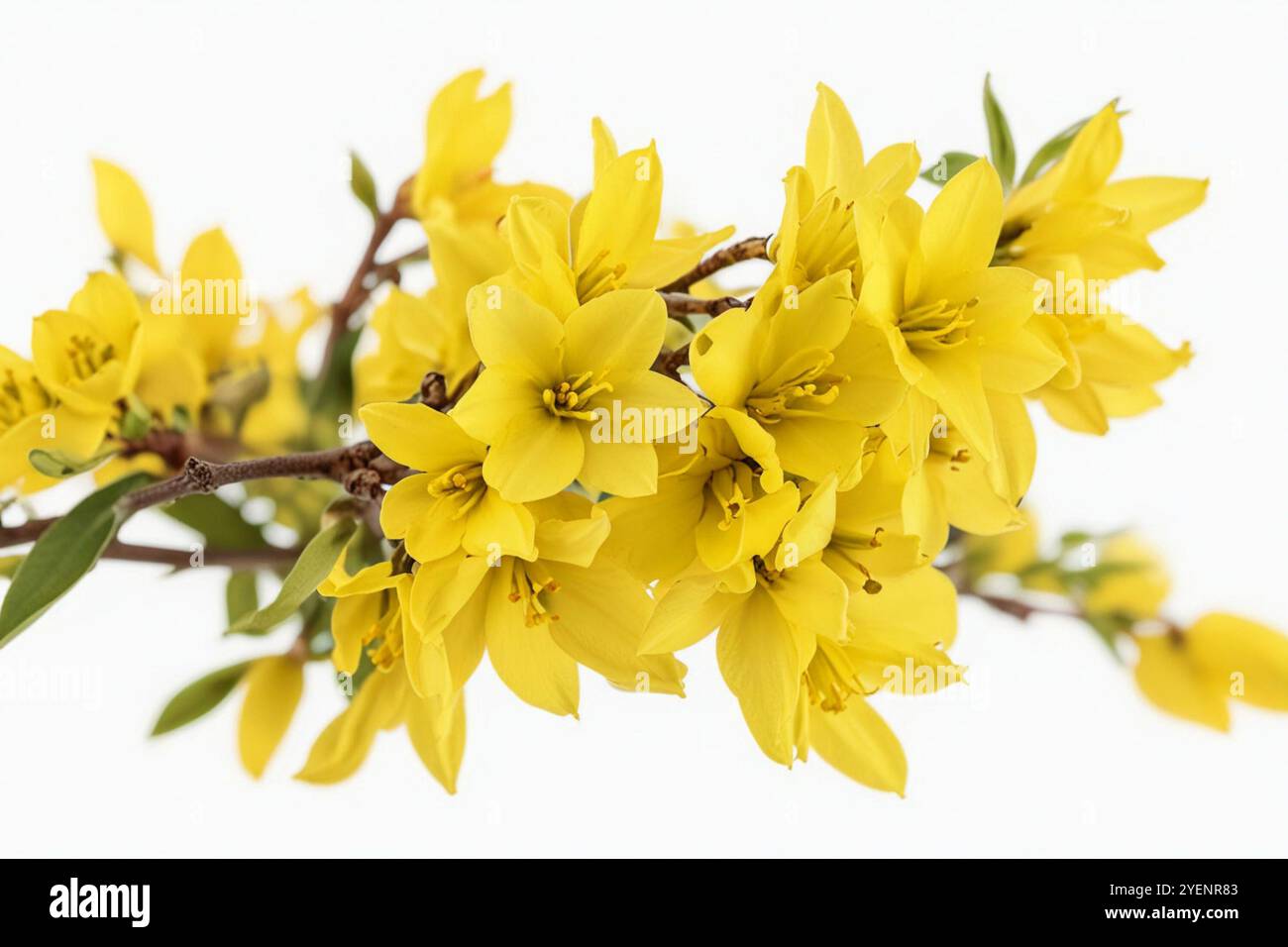 Forsythia spring flower, on white background Stock Photo - Alamy