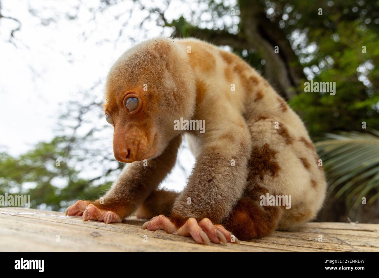 Common spotted cuscus papua new guinea hi-res stock photography and ...