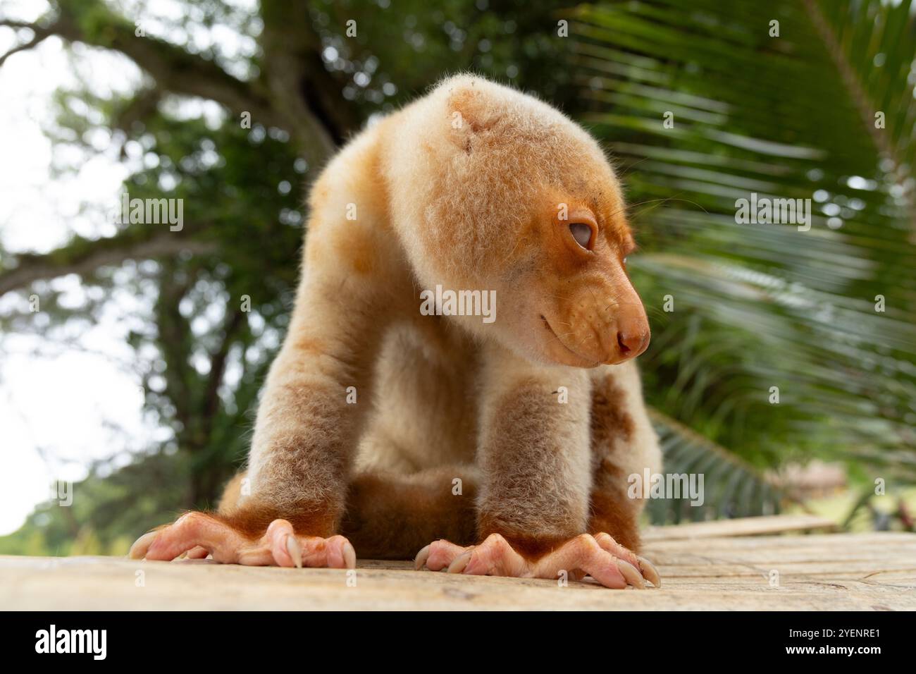 Common spotted cuscus (Spilocuscus maculatus) in Papua New Guinea Stock ...