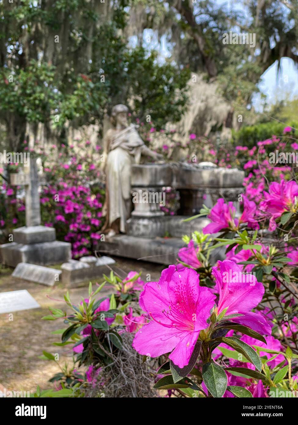 Bonaventure Cemetery, Savannah, Georgia, USA Stock Photo - Alamy