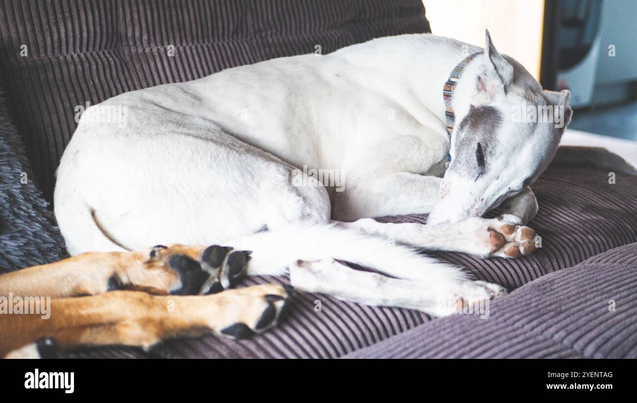 Two dogs cuddling on a couch comfortable loved pets Stock Photo - Alamy