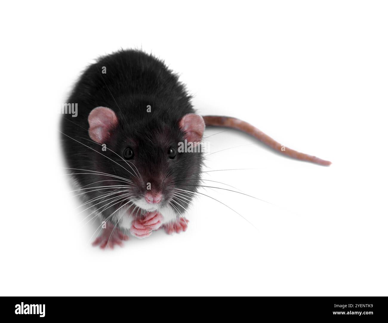 One rat on white background. Cute rodent Stock Photo - Alamy