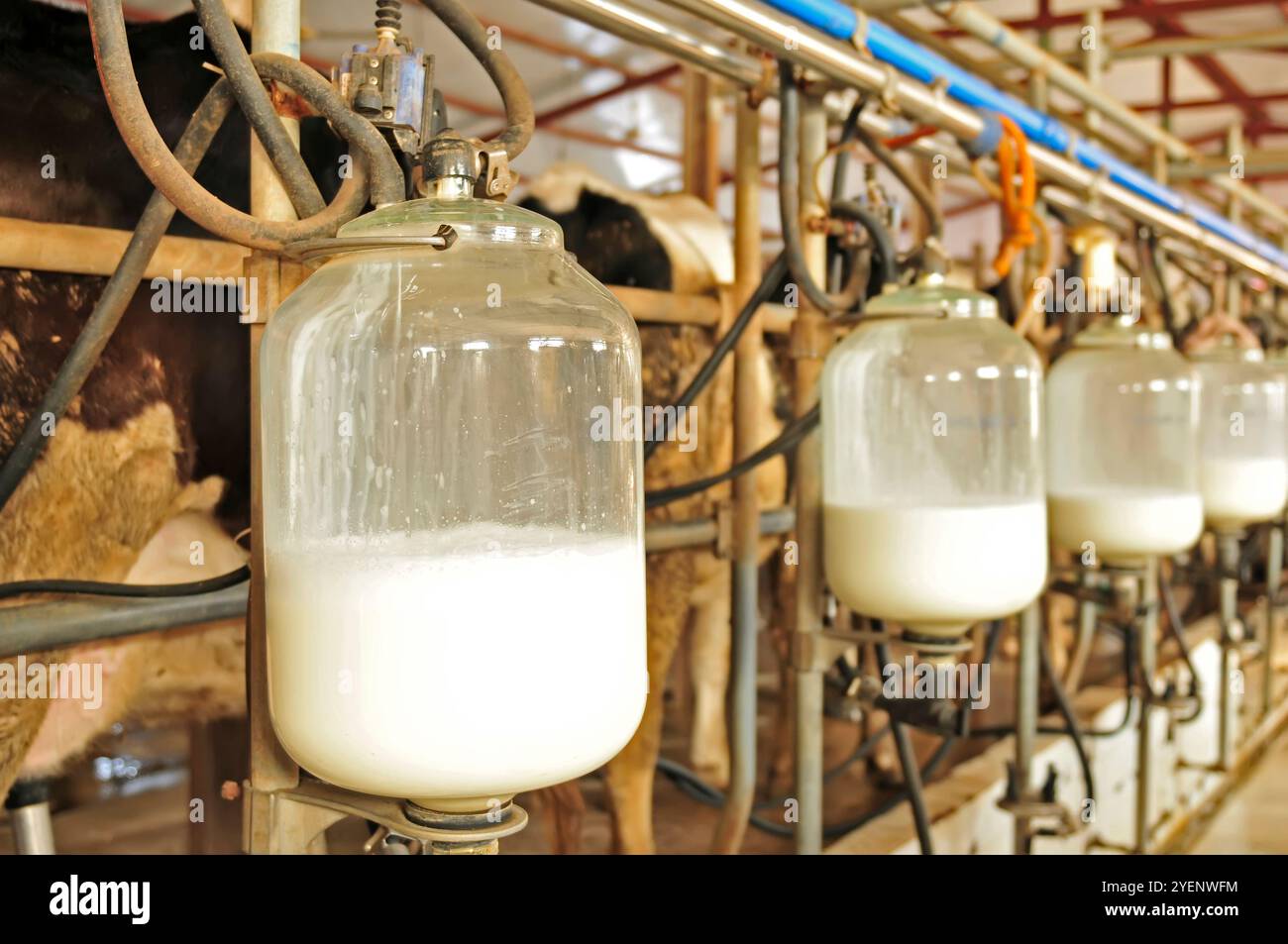 Mechanized milking equipment milking parlour Stock Photo - Alamy